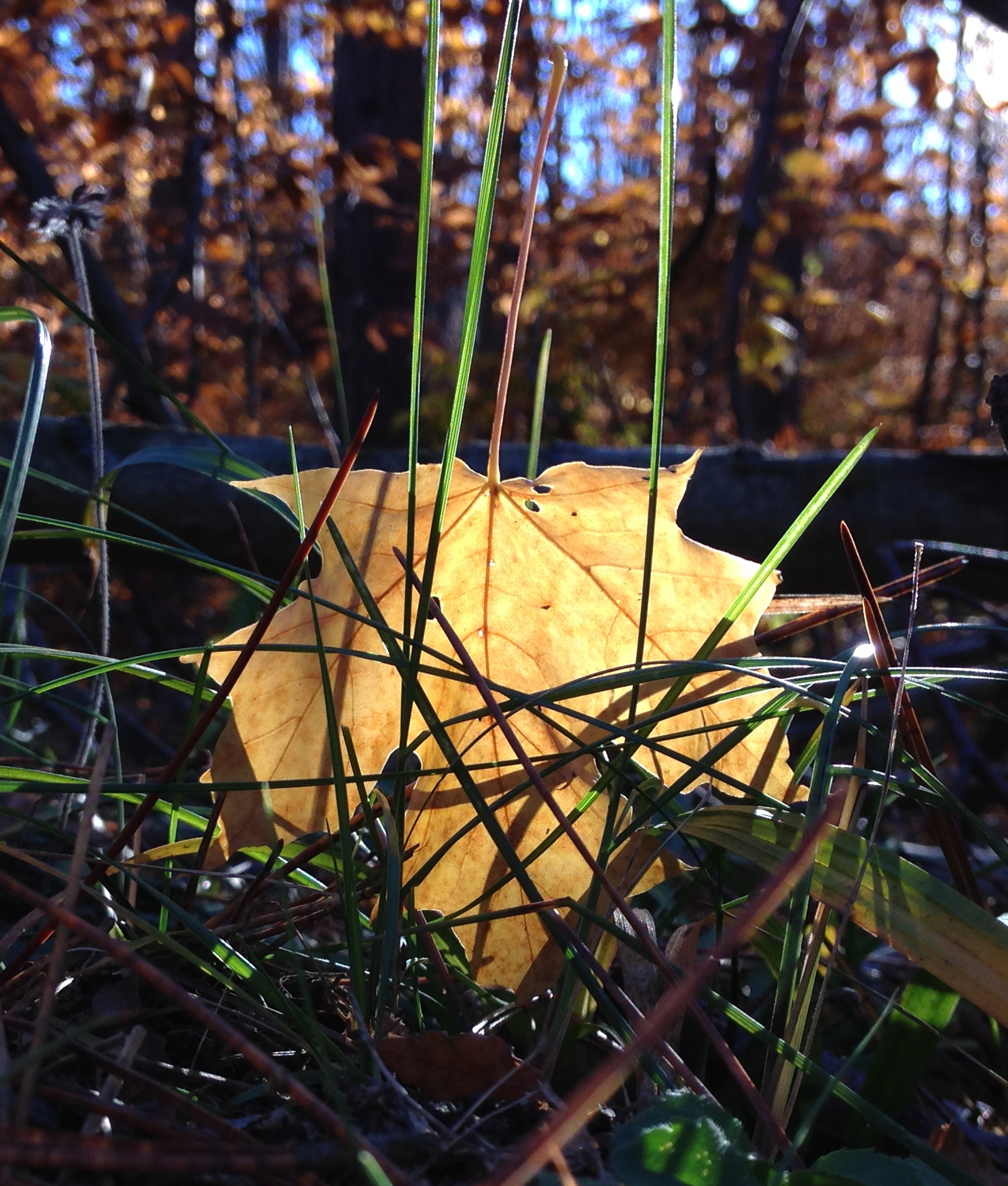 Autumn light… – Treewhispers