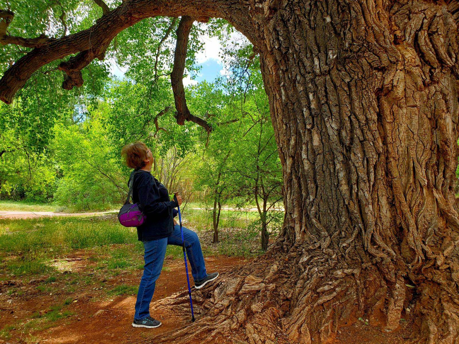 Wisdom Tree | Treewhispers