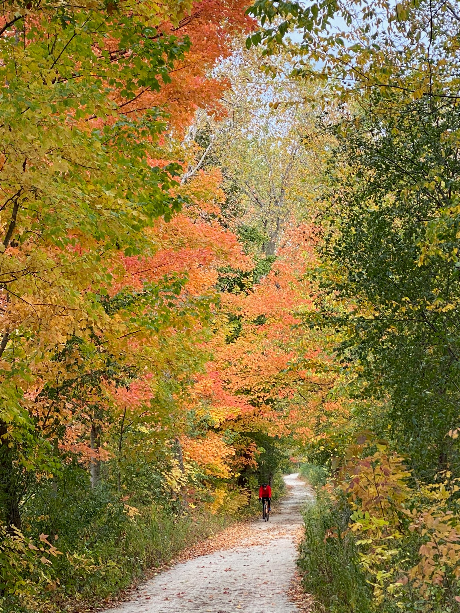 THE PATH | Treewhispers