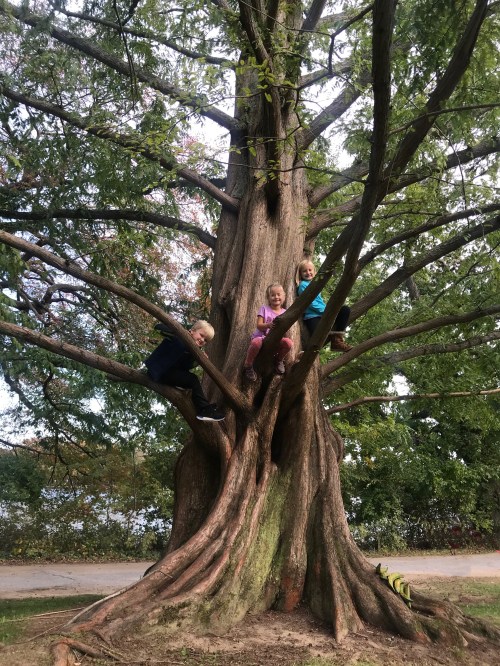 THE PATH | Treewhispers