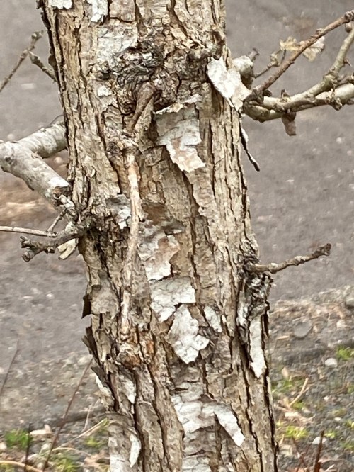 BLOG | Treewhispers | AWAKENING OUR HEARTFELT CONNECTION TO TREES